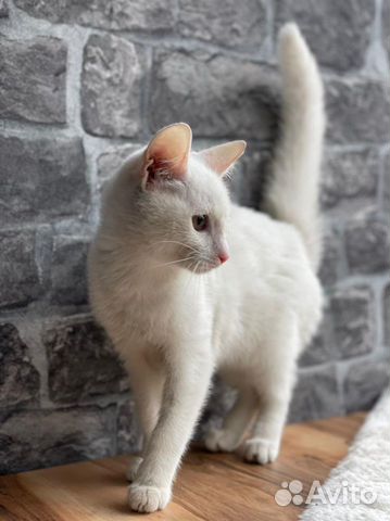 Кошка