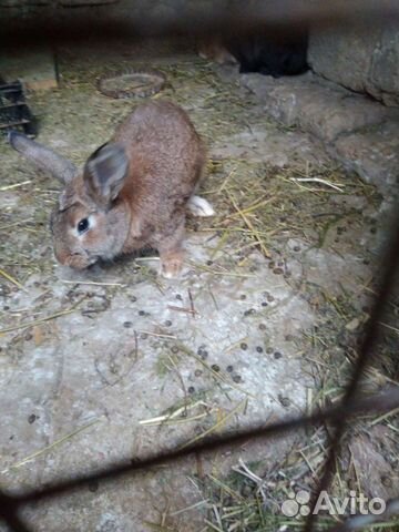 Альфасамец