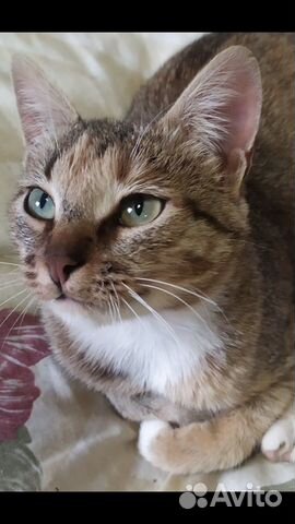 Кошечка (9 мес девочка)