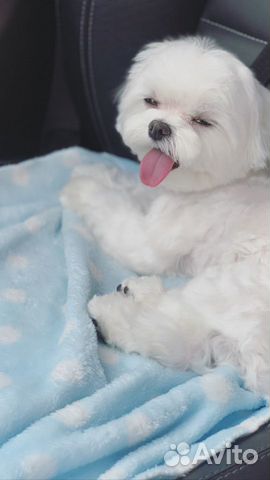 Мальтезе мини