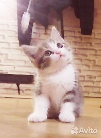 Шотландские котята (вислоухие)