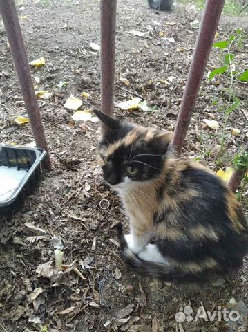 Отдам только в добрые и надёжные ручки