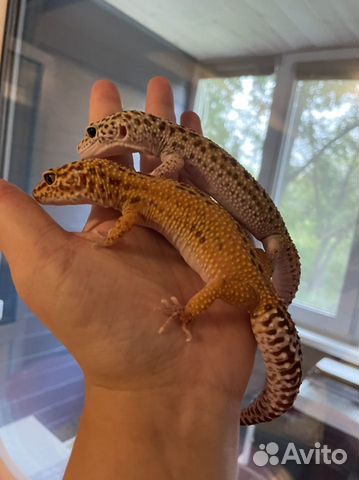 Пара эублефаров