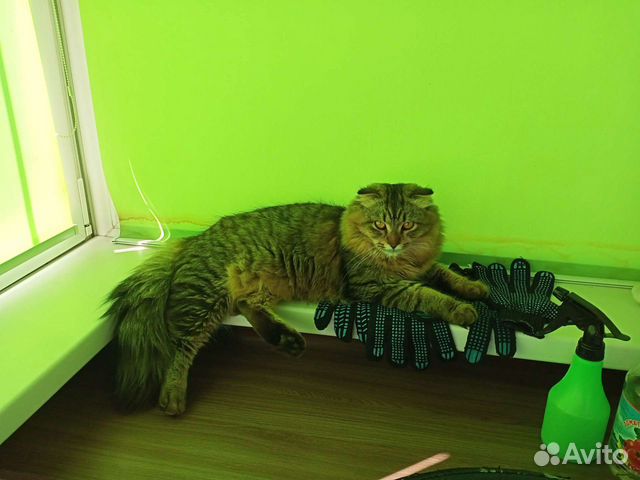 Шотландский кот вязка