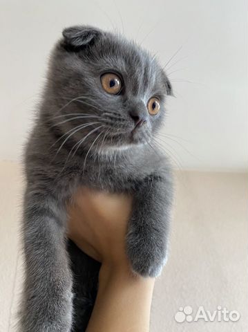 Шотландская