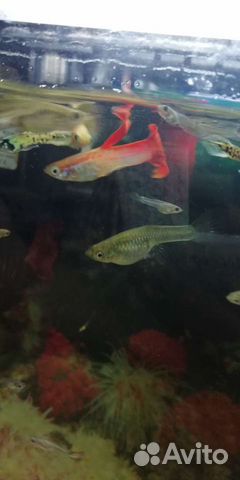 Аквариумные рыбки Гуппи