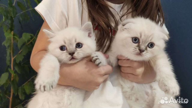 Котята