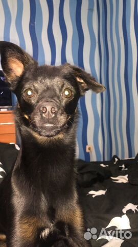 Русский той-терьер Вязка