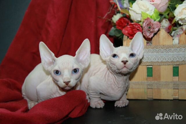 Котята бомбино мальчик и девочка