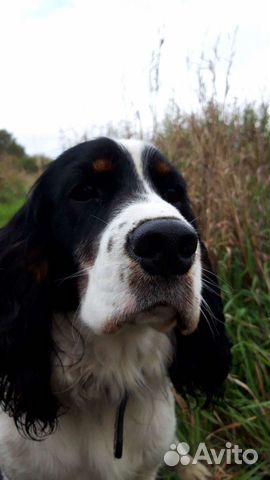 Случка собак