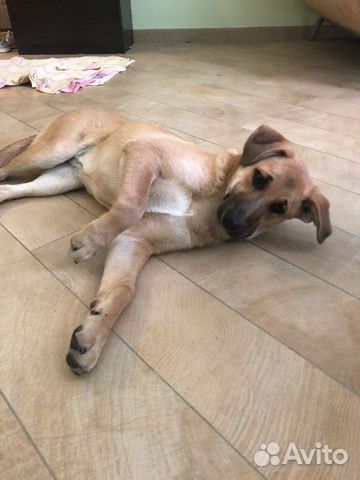 Щенок ищет дом