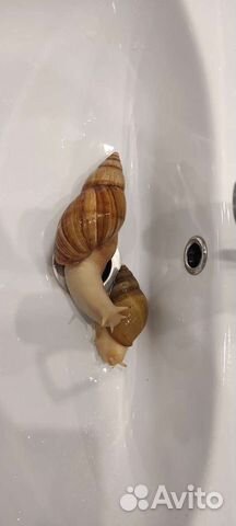 Продам улиток Ахетинов 4 штуки вместе с аквариумом