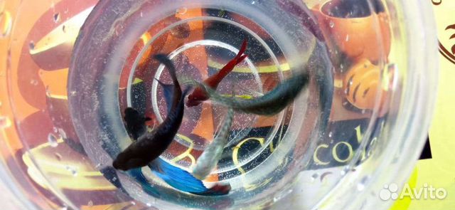 Рыбка петушок и гурами аквариум корм