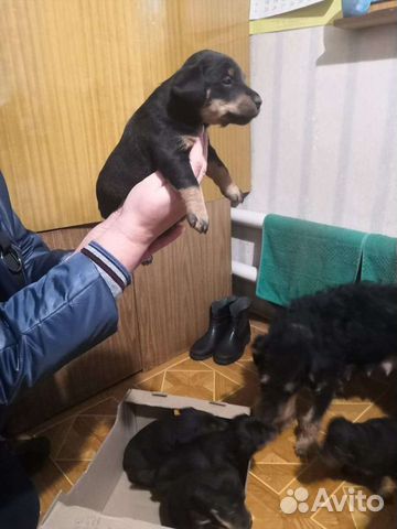 Щенки ягдтерьера (1мес)