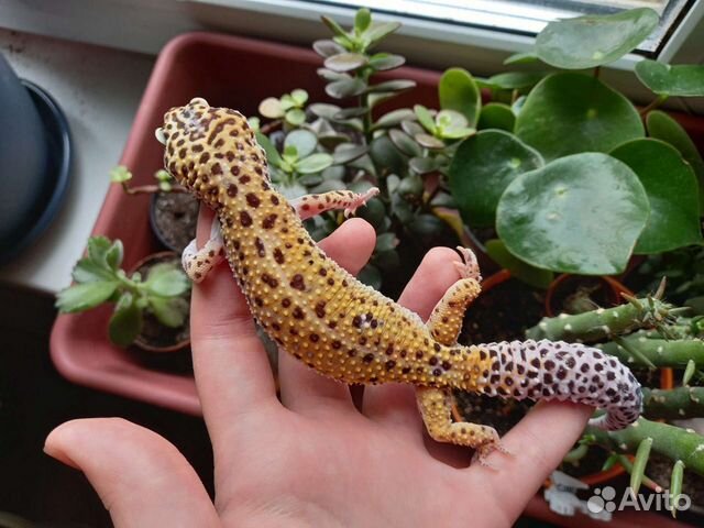 Пятнистые эублефары