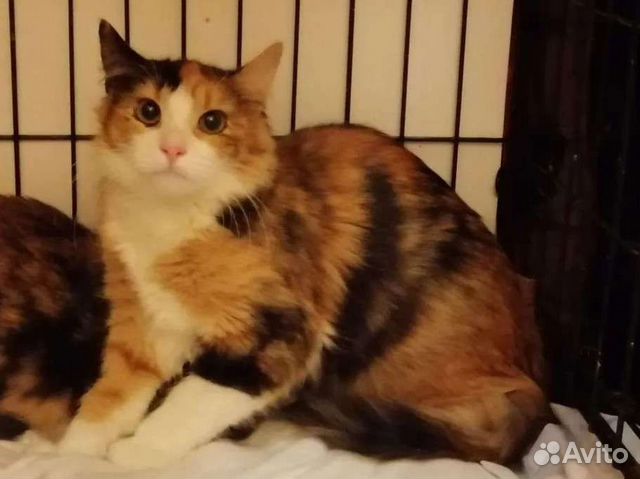 Кошка Марта 6 мес. в дар