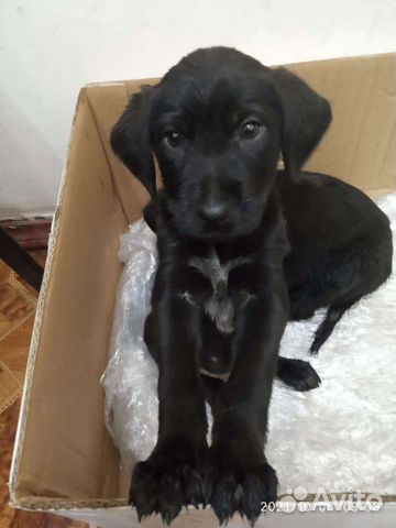 Щенки мальчики похожи на Лабрадора