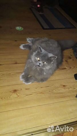 Кошка в добрые руки бесплатно