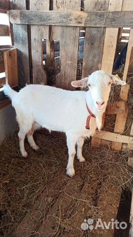 Козы альпийские и зааненская