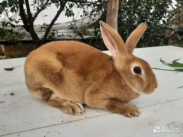 Плюшевые кролики Рекс