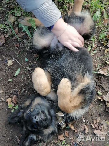 Собака овчарка мальчик