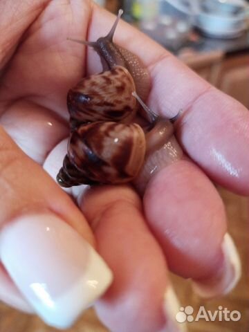 Улитки ахатины ретикулята