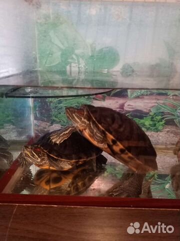 Черепаха
