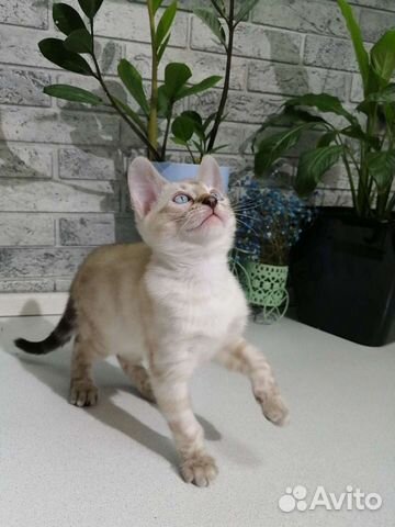 Бенгальская клубничка линкс