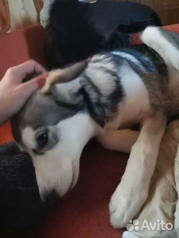 Собаки бесплатно в добрые руки