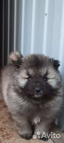 Кеесхонд вольфшпиц