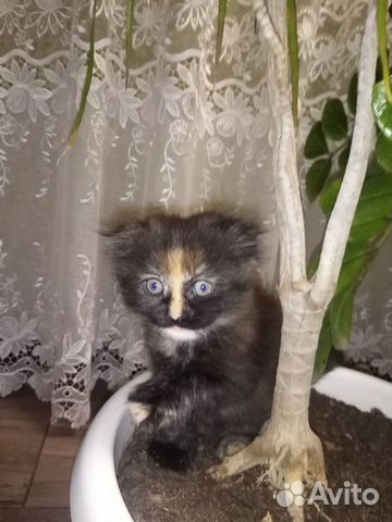 Котята отдам в добрые руки бесплатно