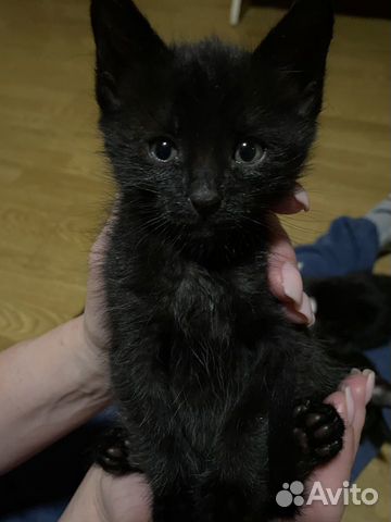 Котята в добрые руки, приучены к лотку, бесплатно