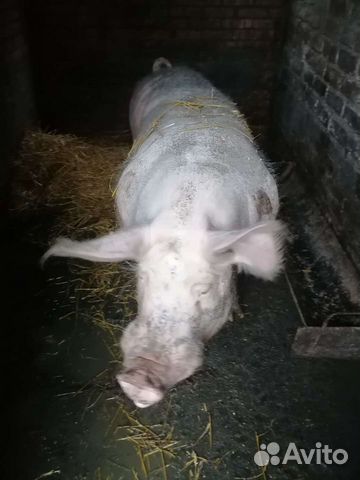 Хряк терминал на племя