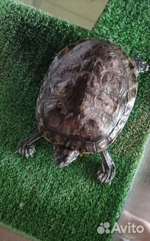 Красноухая черепаха с аквариумом