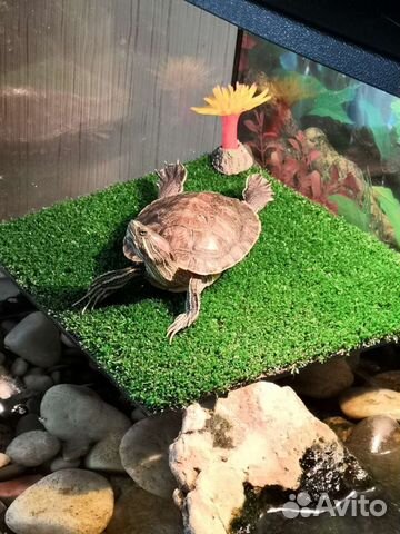 Красноухие черепахи с аквариумом