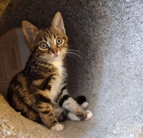 Кот 3 месяца, мраморный окрас