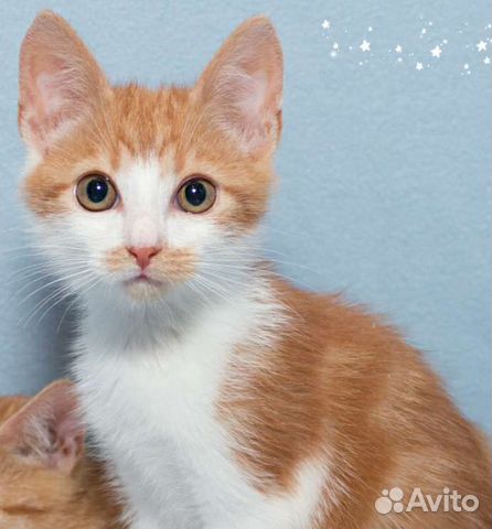 Котёнок мальчик рыжий