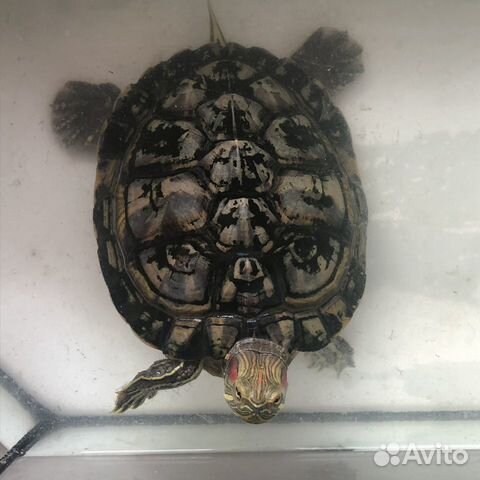 Красноухая черепаха с аквариумом