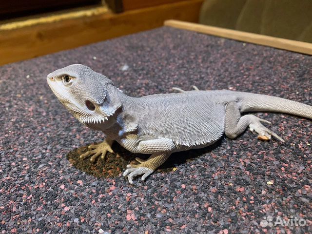 Бородатые агамы zero, василиск