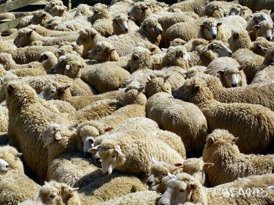 Продажа отары овец