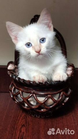 Котенок мальчик 2мес