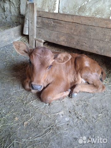 Продам телочку (корову), 18 дней
