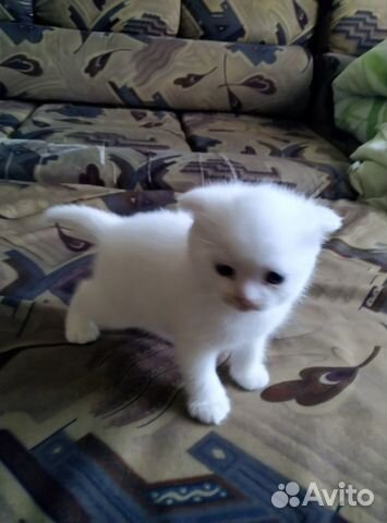 Красивые котята в хорошие руки