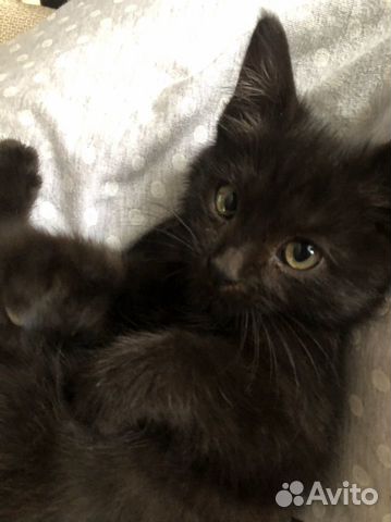 Котенок