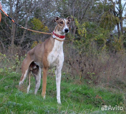 Кобель в добрые руки
