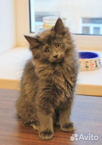 Дымчатая пушистая кошечка