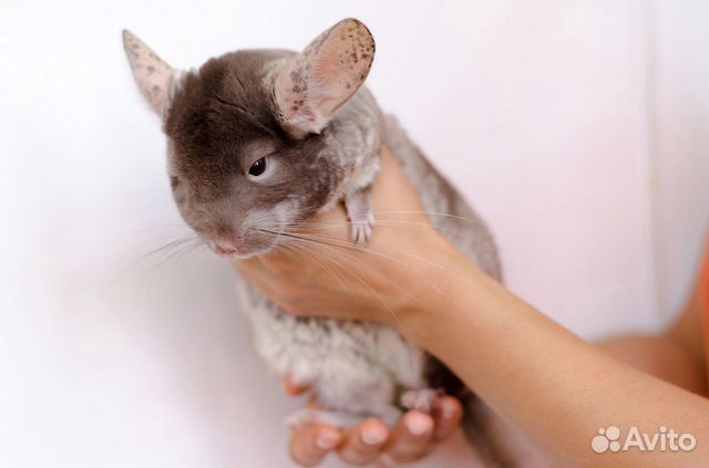 Семья шиншилл (коричневый бархат + фиолет)