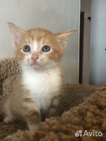 Котенок по кличке Апельсин