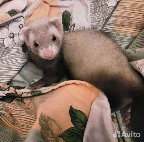 Домашний хорек