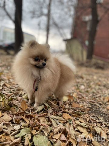 Немецкий цверг шпиц (маленький) вязка